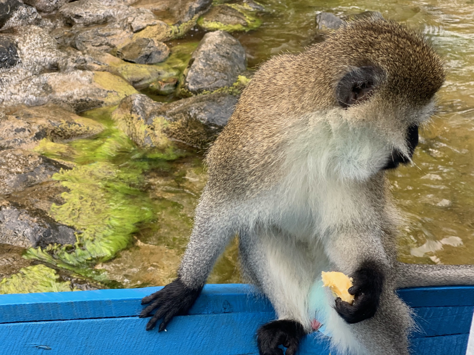 Die Insel der Affen - ThoSo Website